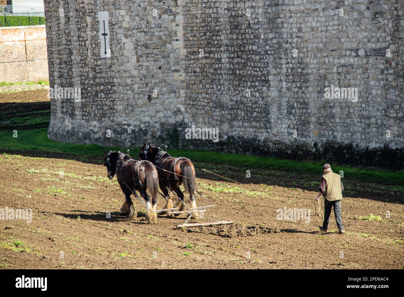 London, UK. 14th Mar, 2023. Shire Horses Harrow the Tower of London's ...