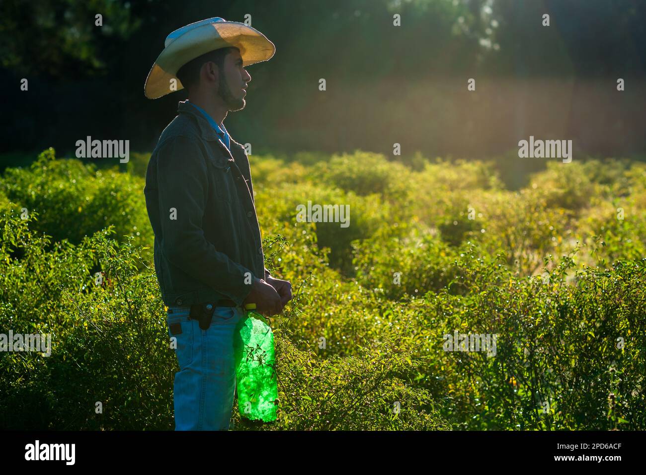 A young Mexican rancher picks chiltepin peppers, a wild variety of ...