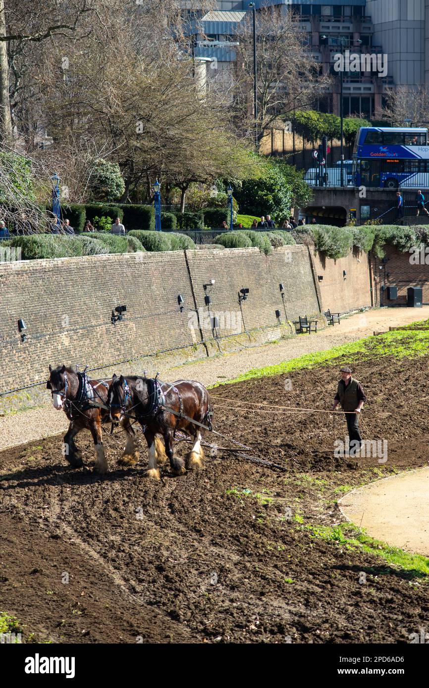 London, UK. 14th Mar, 2023. Shire Horses Harrow the Tower of London's ...