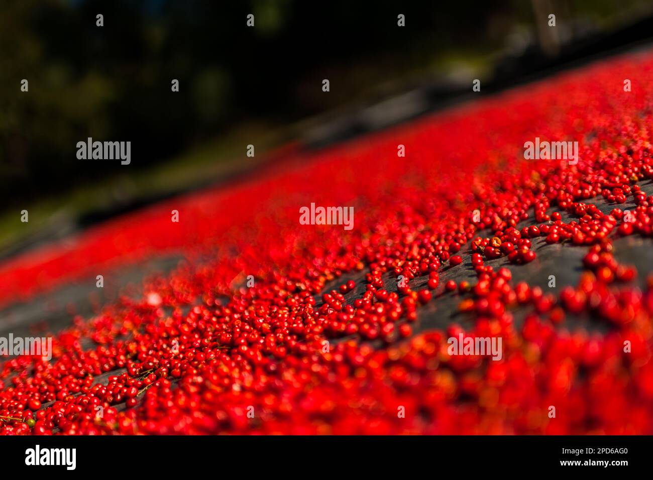 Chiltepin peppers, a wild variety of chili pepper, are seen drying on a ...