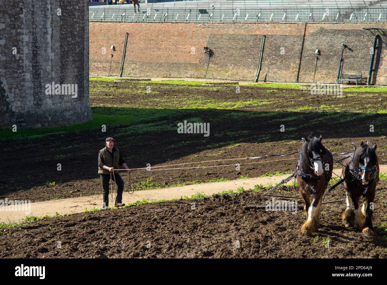 London, UK. 14th Mar, 2023. Shire Horses Harrow the Tower of London's ...