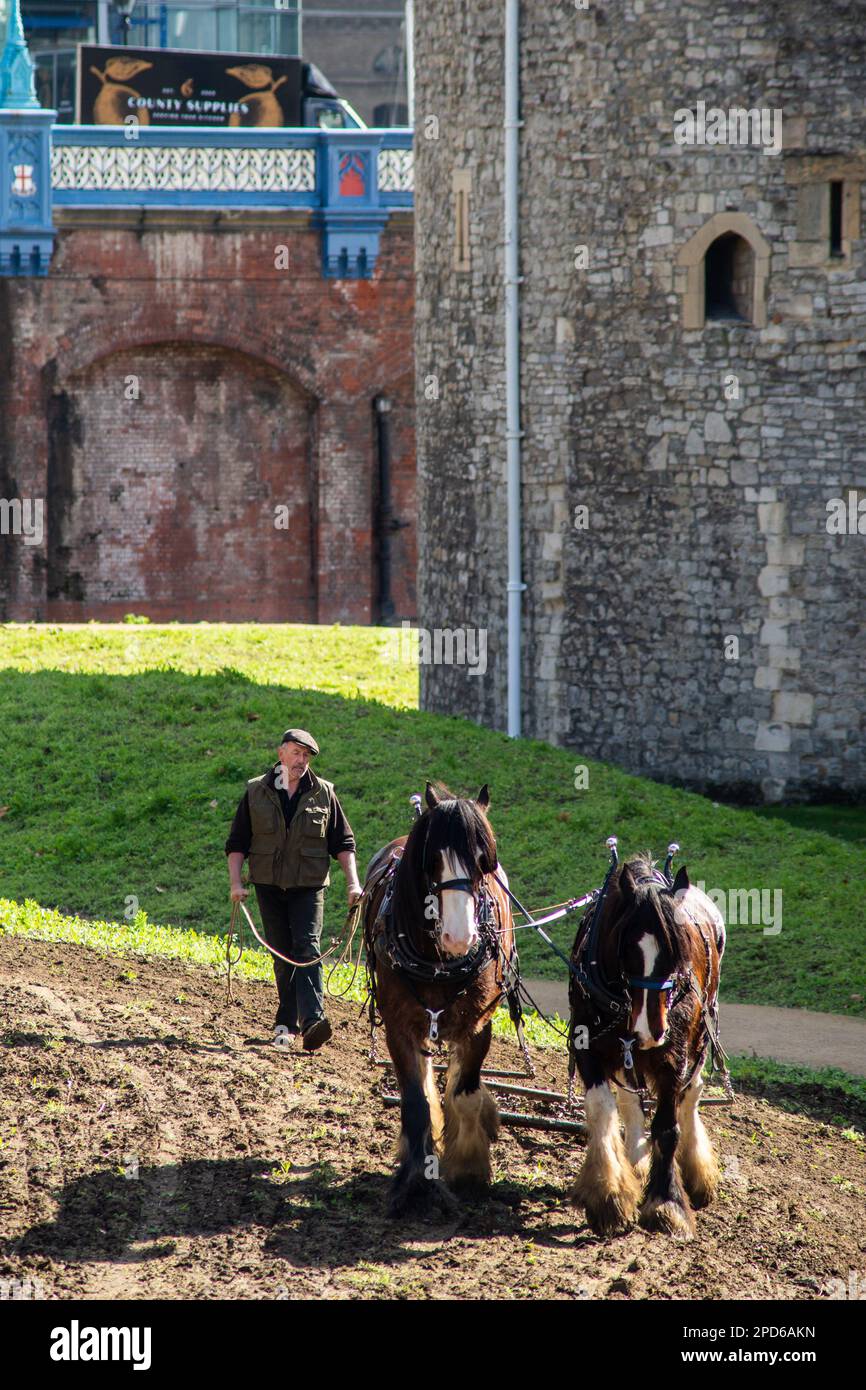London, UK. 14th Mar, 2023. Shire Horses Harrow the Tower of London's ...