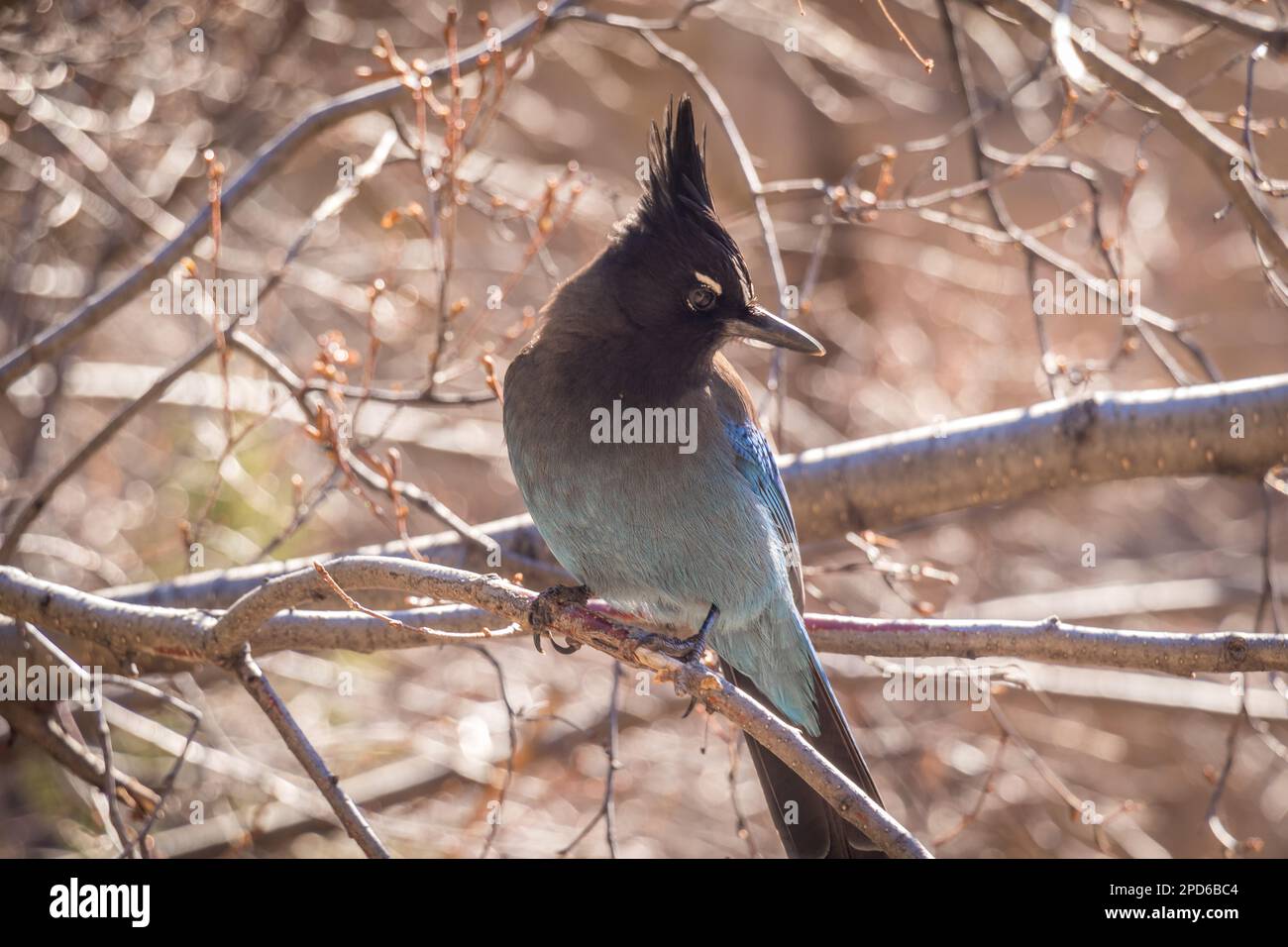 Stellers jay feather hi-res stock photography and images - Alamy