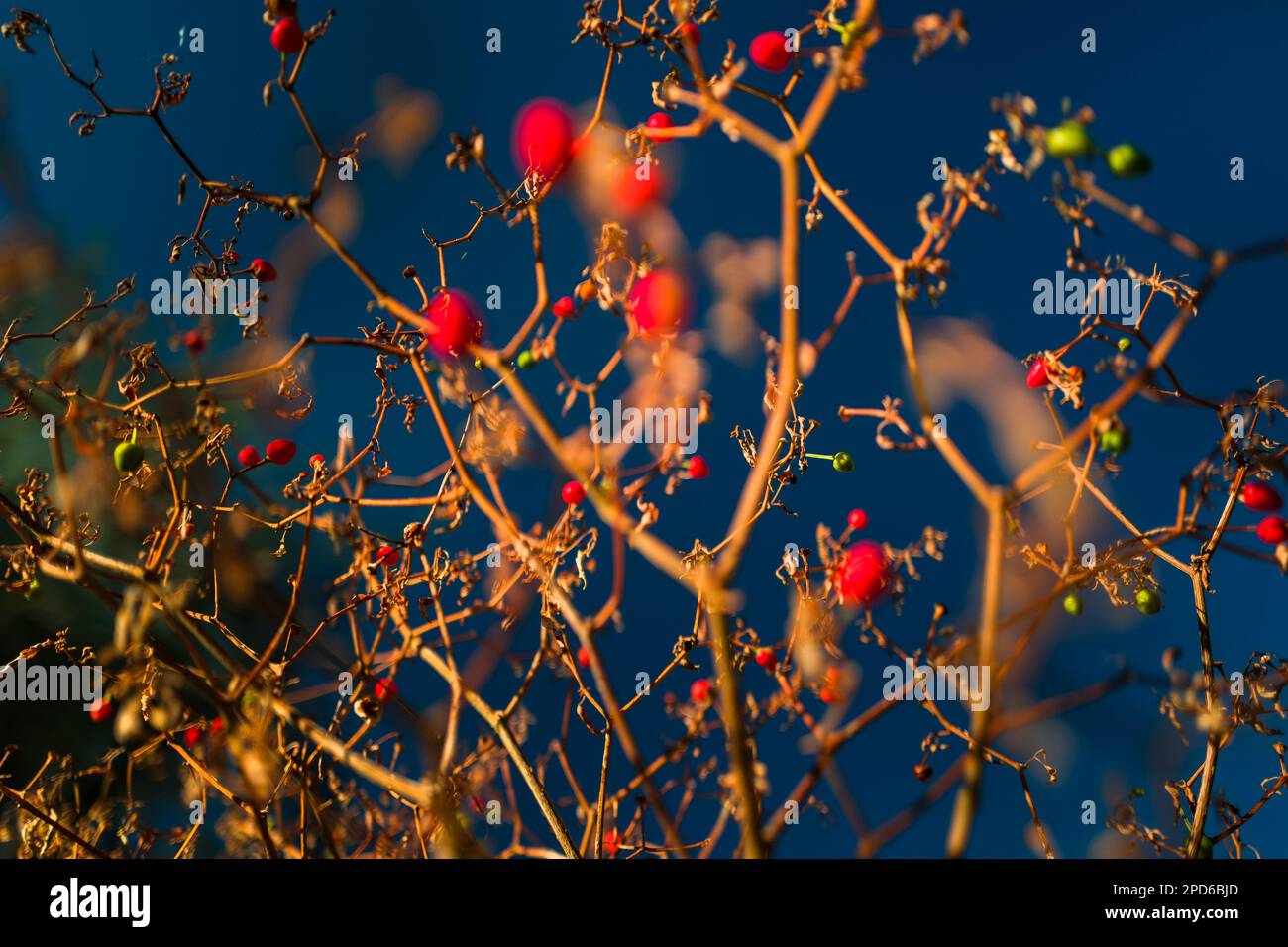 Chiltepin peppers, a wild variety of chili pepper, are seen growing on ...