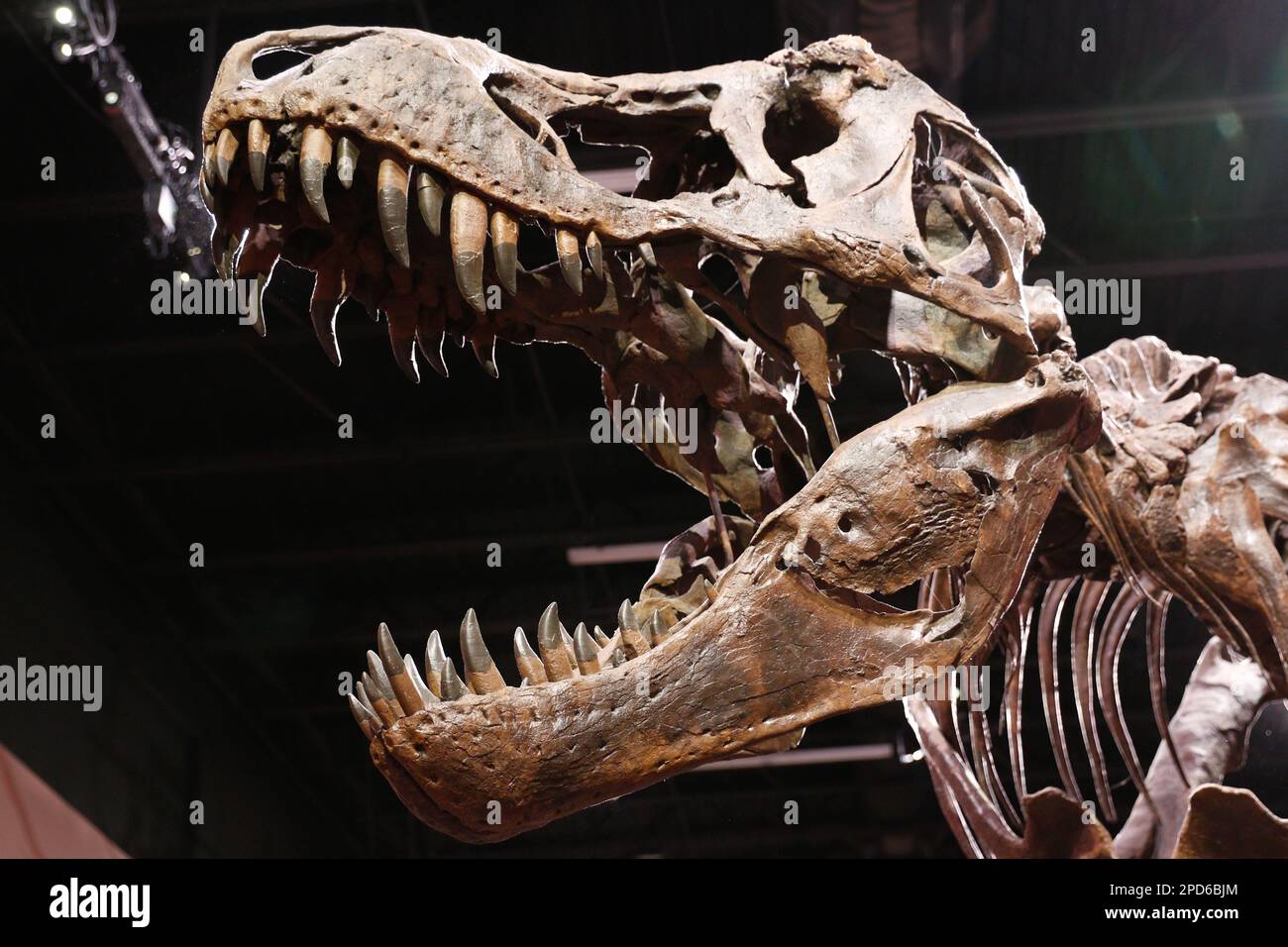Fossilized Tyrannosaurus Skull With Mouth Open Stock Photo - Alamy