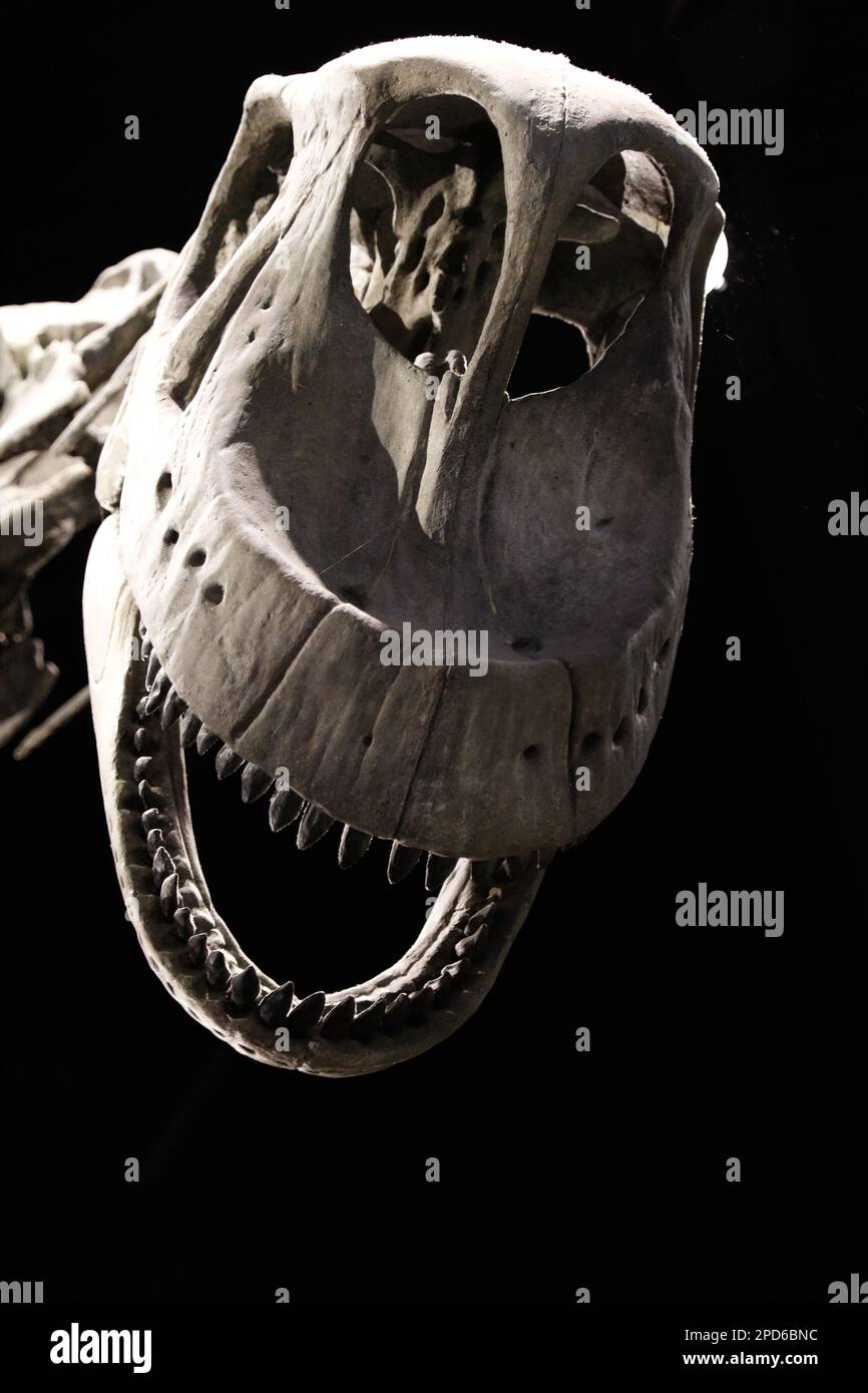 Sauropod Type Dinosaur Fossil Skull Stock Photo - Alamy