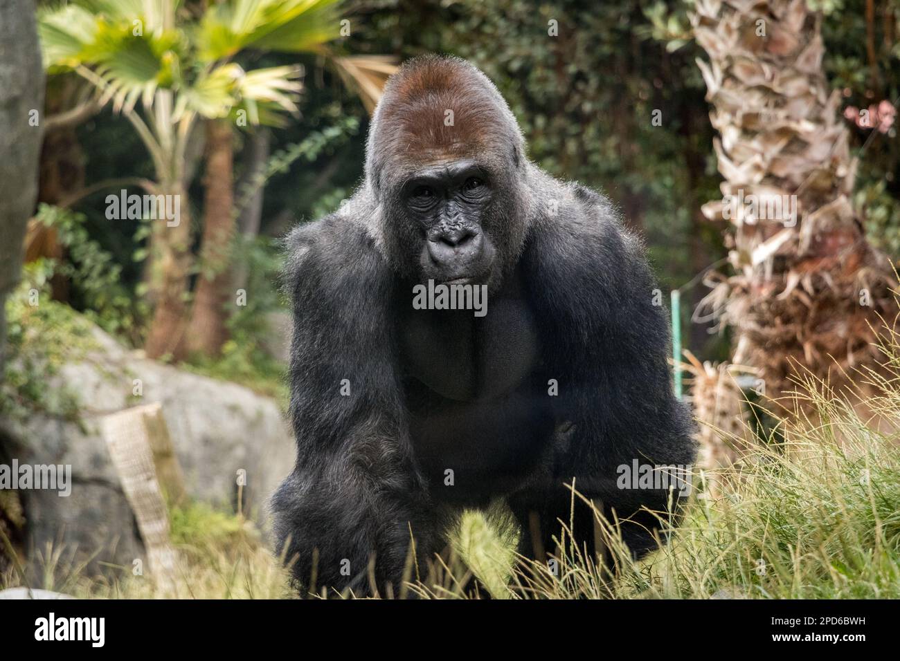 Adult male silverback gorilla hi-res stock photography and images - Alamy
