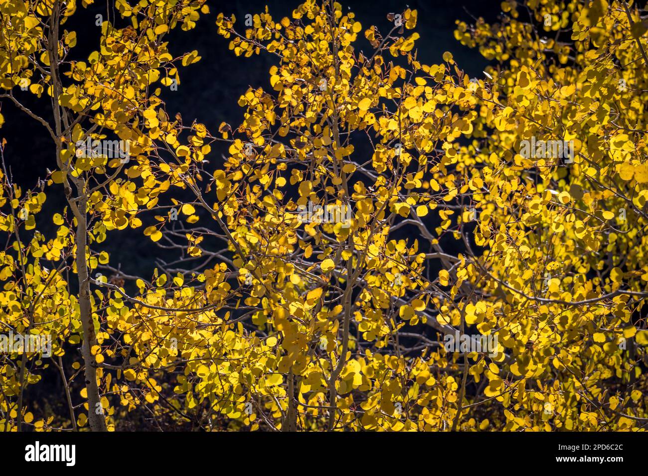 Golden Yellow Aspen Trees Backlit by the Sun Stock Photo - Alamy