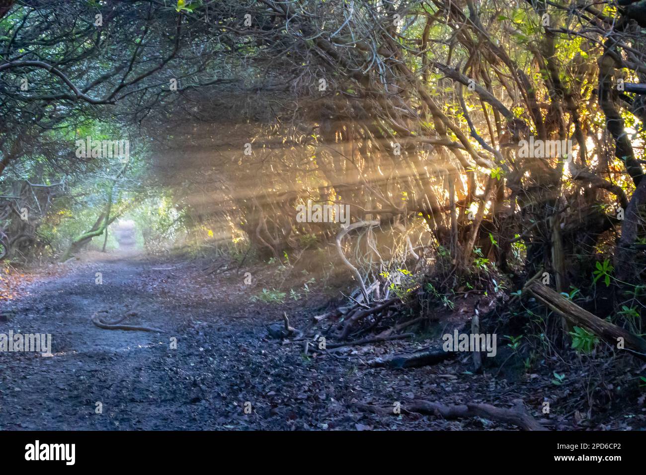 Golden winter sun rays shining through a covered woodland path Stock ...