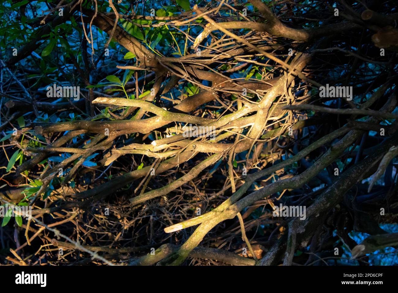 Winter sunlight shining on tangled branches Stock Photo - Alamy