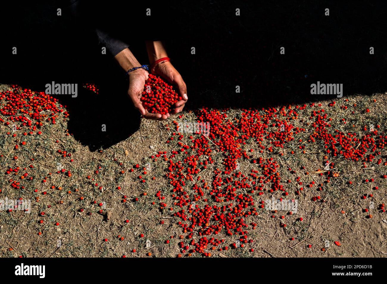 A Mexican peasant holds scattered chiltepin peppers, a wild variety of ...