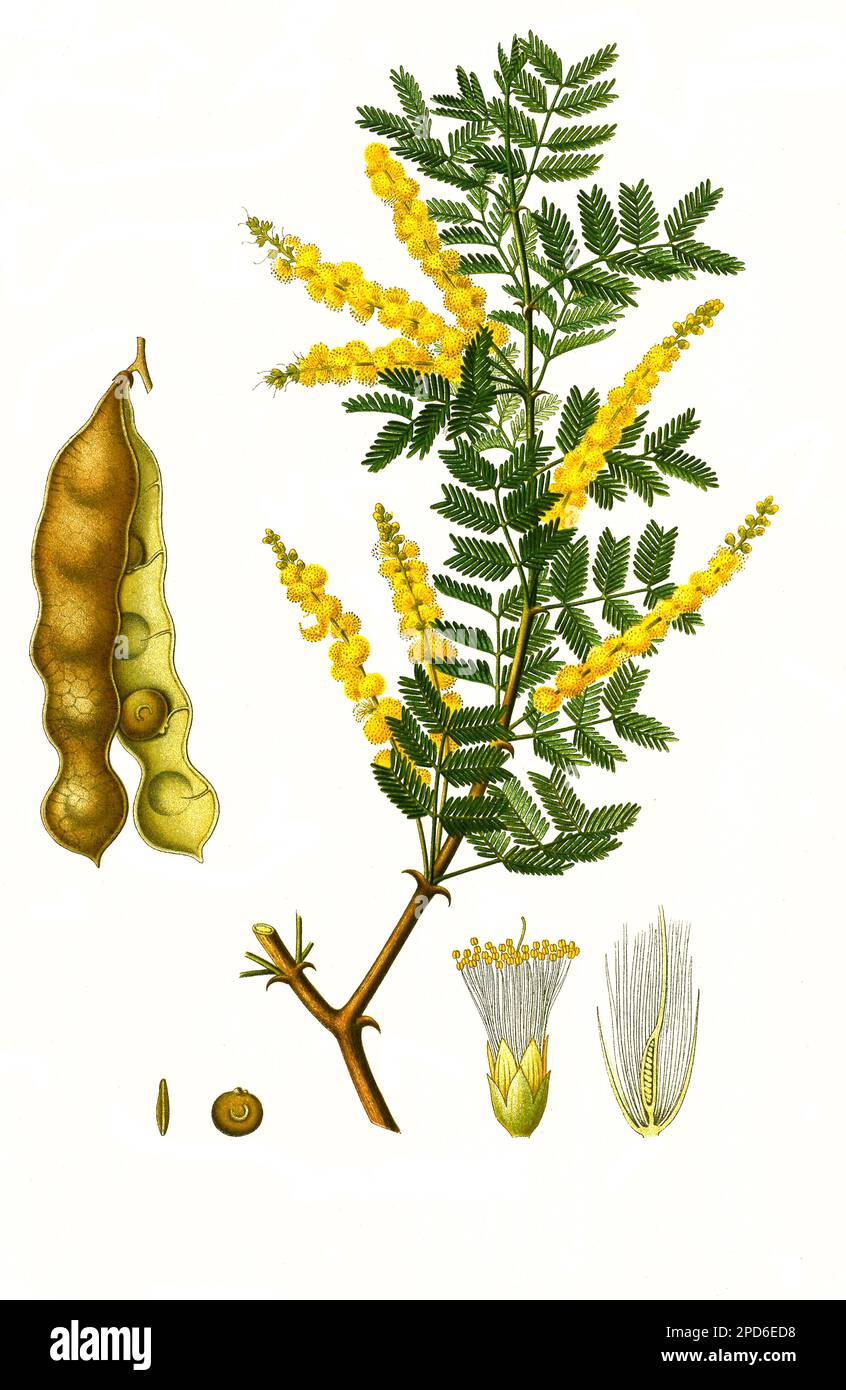 Gummiarabikumbaum Cut Out Stock Images & Pictures - Alamy