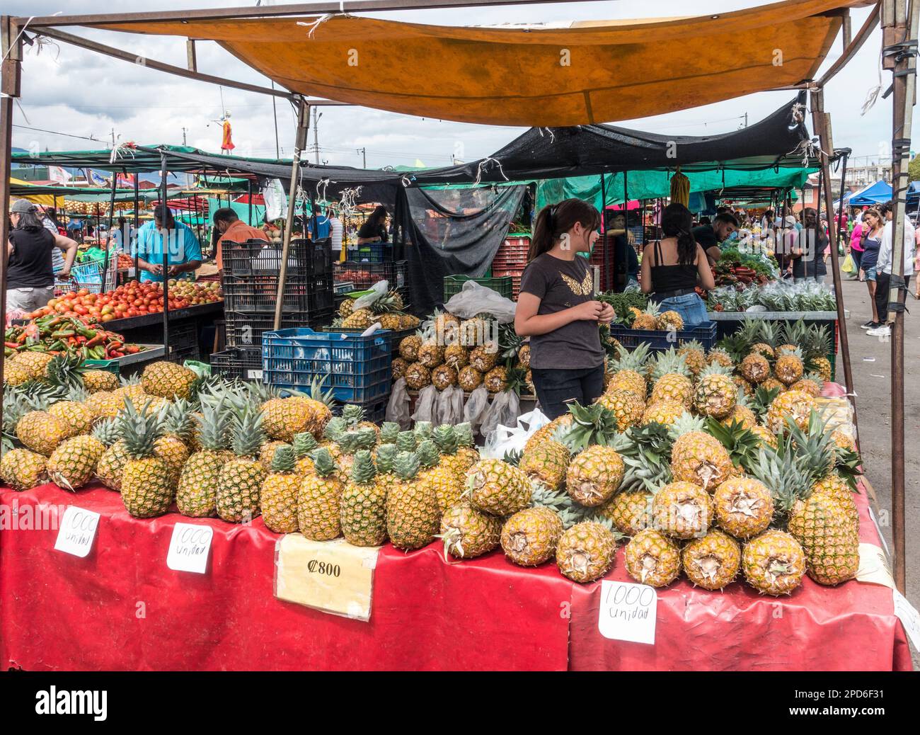 Young woman at her stall selling pineapples (Ananas comosus) at a ...