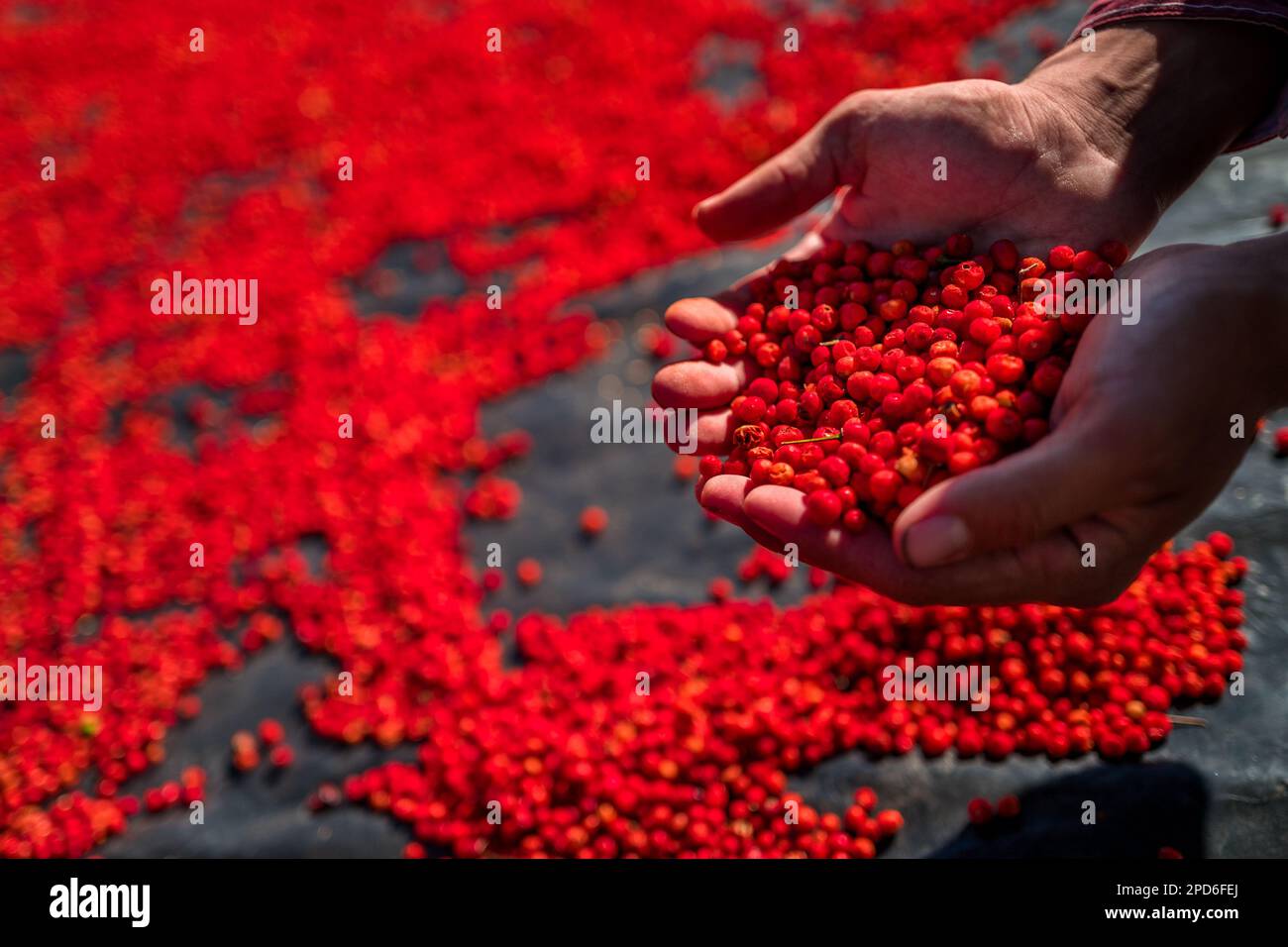 A Mexican farmer checks chiltepin peppers, a wild variety of chili ...
