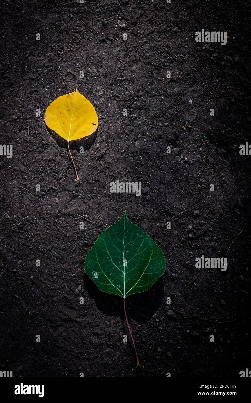 Close Up of a Golden Yellow Autumn Aspen Leaf and a Green Aspen Leaf on ...