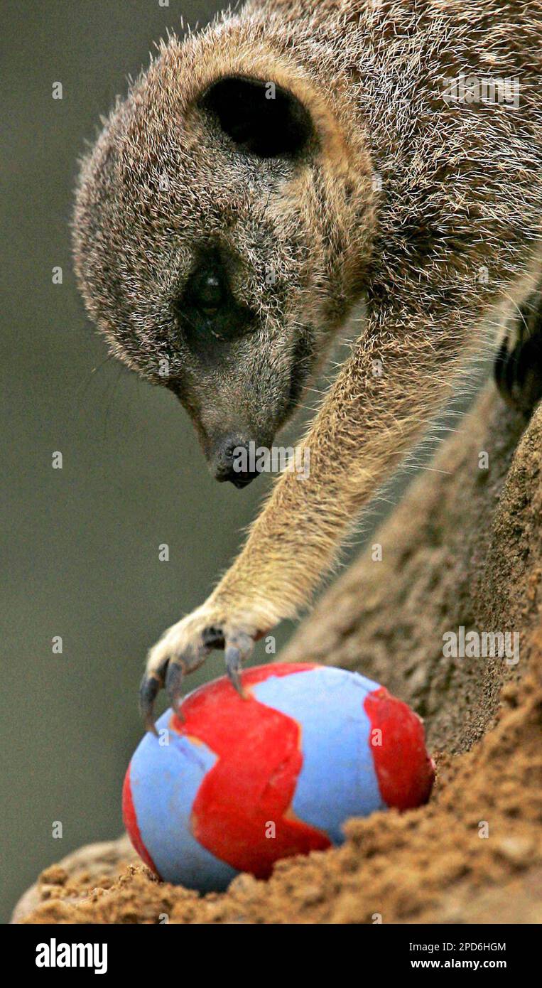 A meerkat reaches out for an Easter egg containing mealworms inside its ...