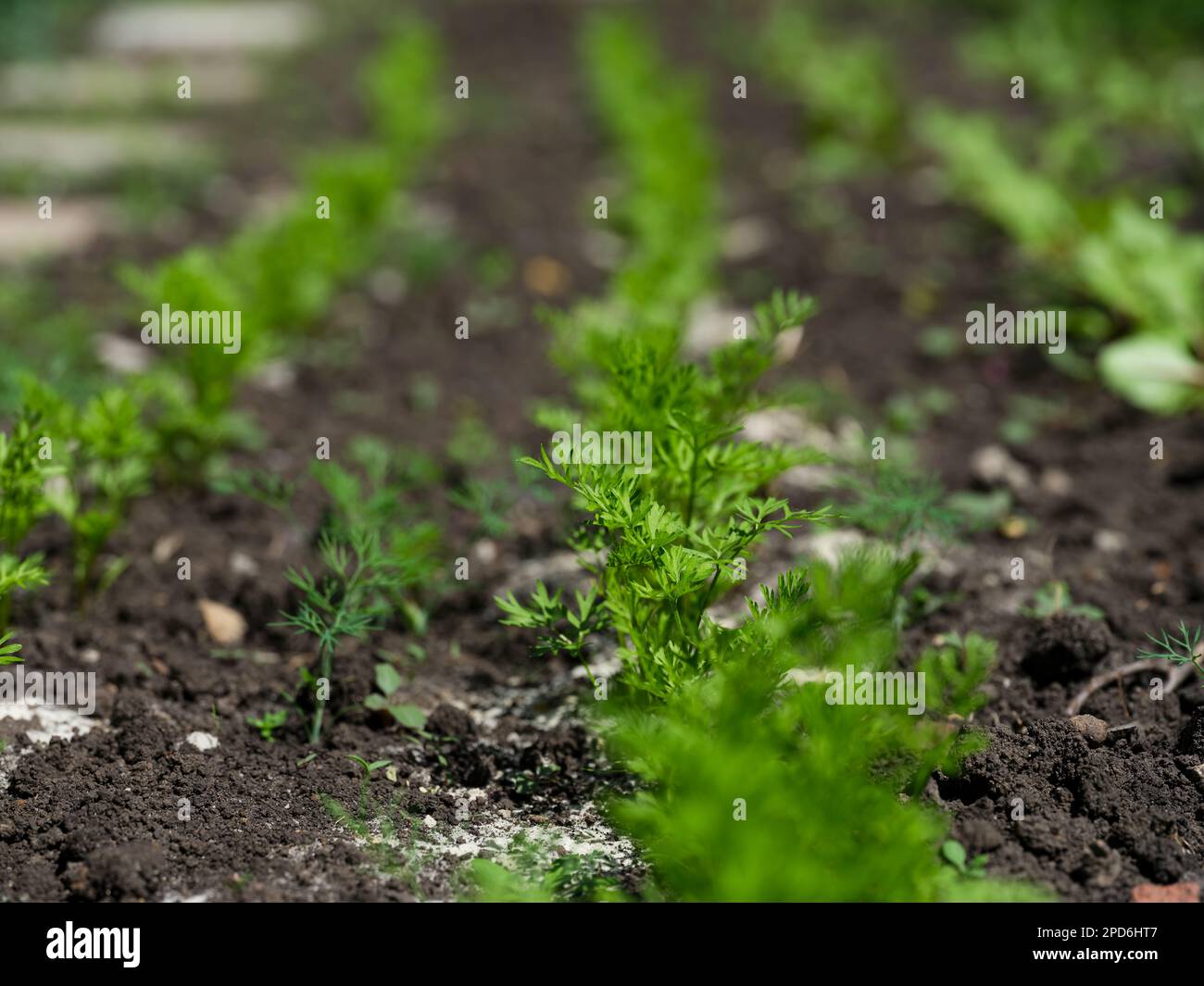 Fresh green young carrot plants growing in vegetable garden Stock Photo ...