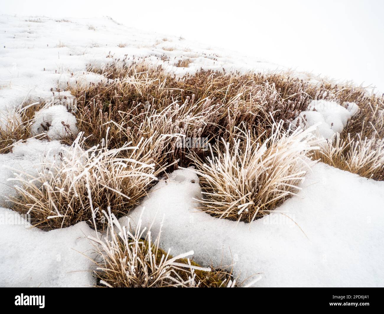A winter scene featuring a cluster of lush green vegetation blanketed ...