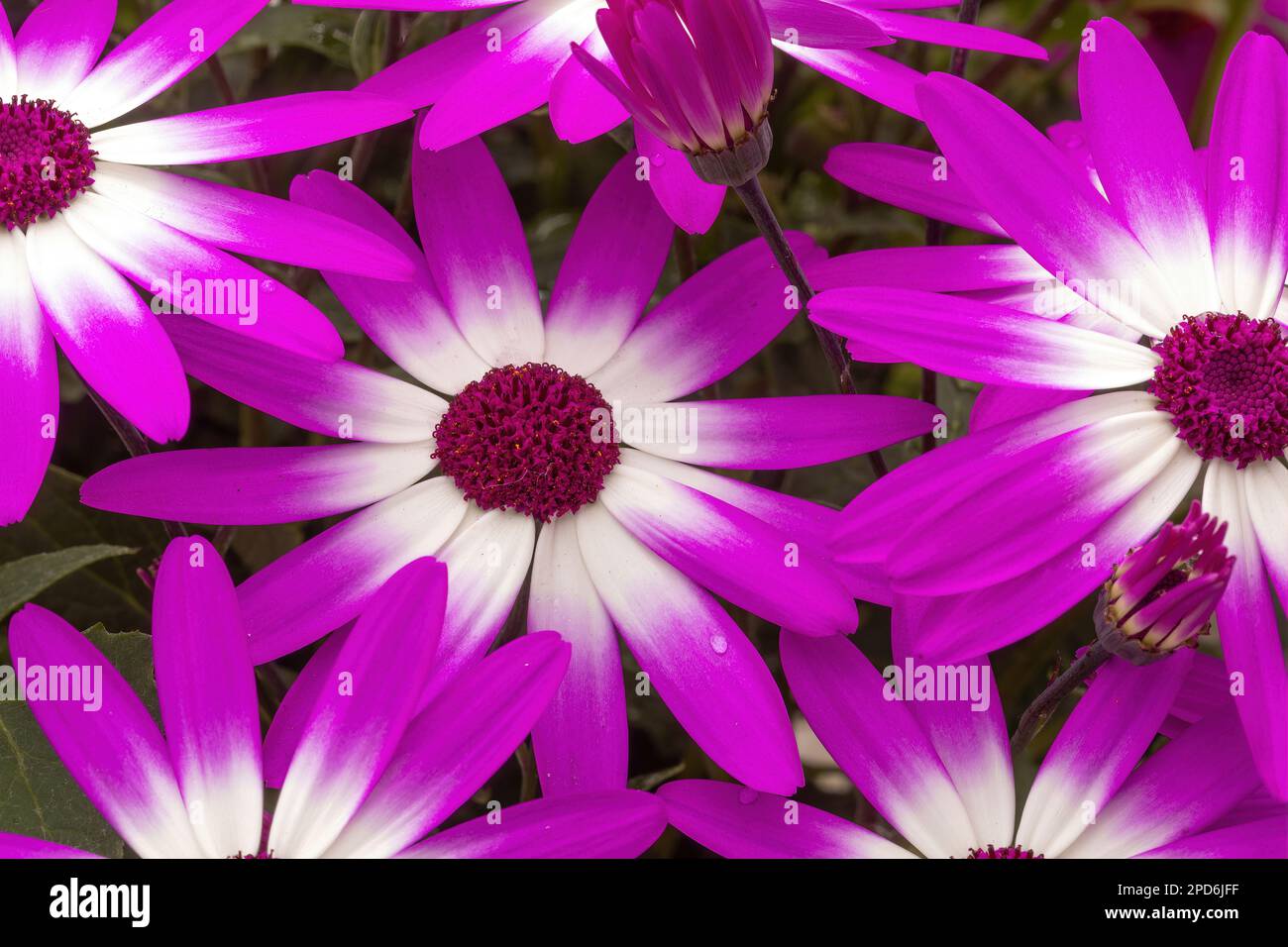 Senetti pink bicolour hi-res stock photography and images - Alamy