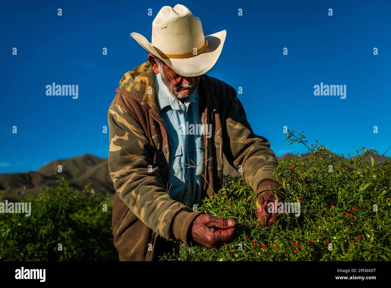 A Mexican rancher picks chiltepin peppers, a wild variety of chili ...