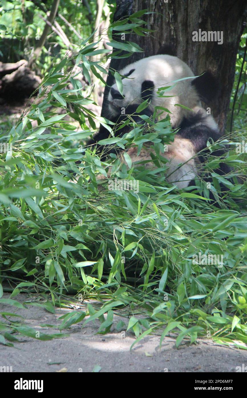 giant panda in a zoo in vienna (austria Stock Photo - Alamy