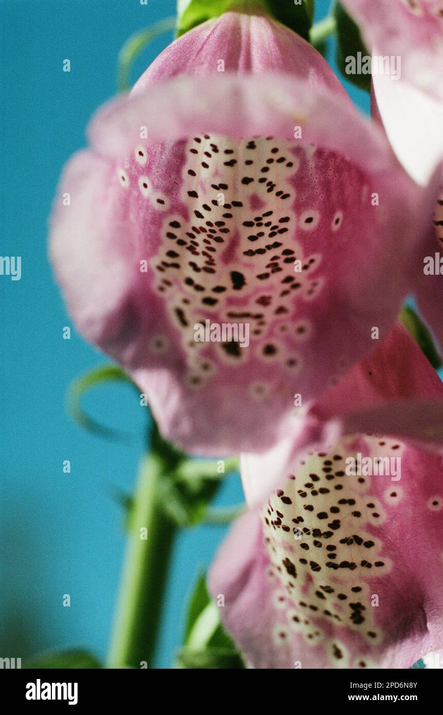 Digitalis purpurea detail hi-res stock photography and images - Alamy