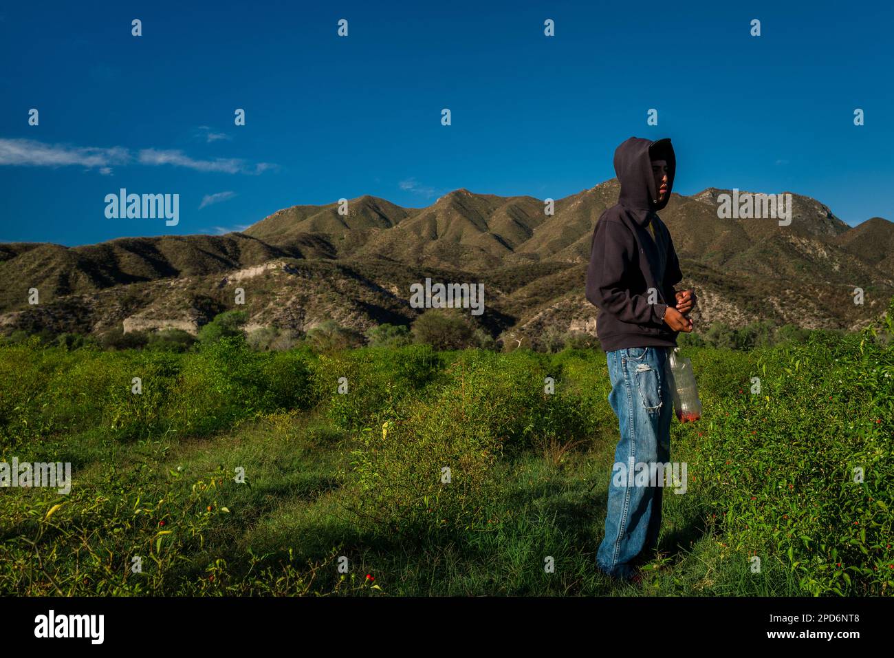 A young Mexican man picks chiltepin peppers, a wild variety of chili ...
