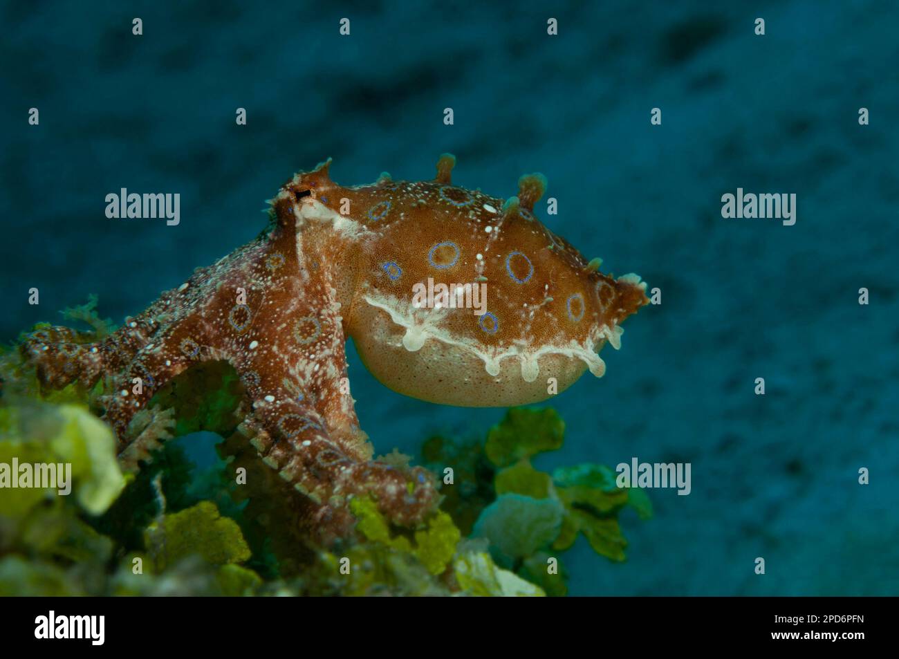 Octopus escape hi-res stock photography and images - Alamy