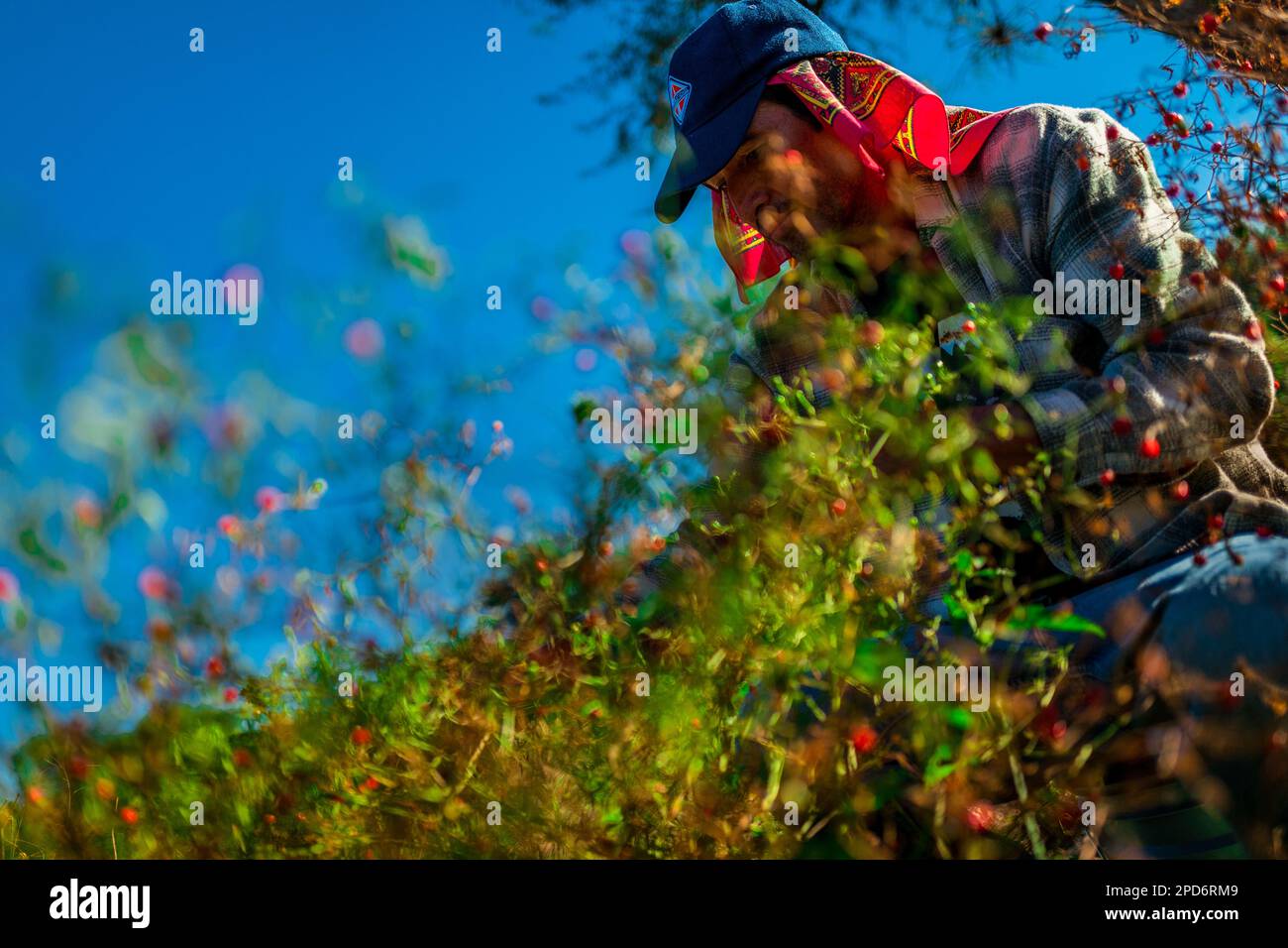 A Mexican peasant picks chiltepin peppers, a wild variety of chili ...
