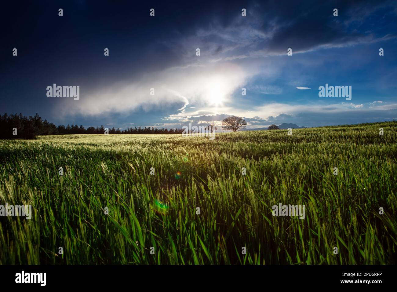 Rice field, Agriculture, paddy, with sunrise or sunset, and flare over ...