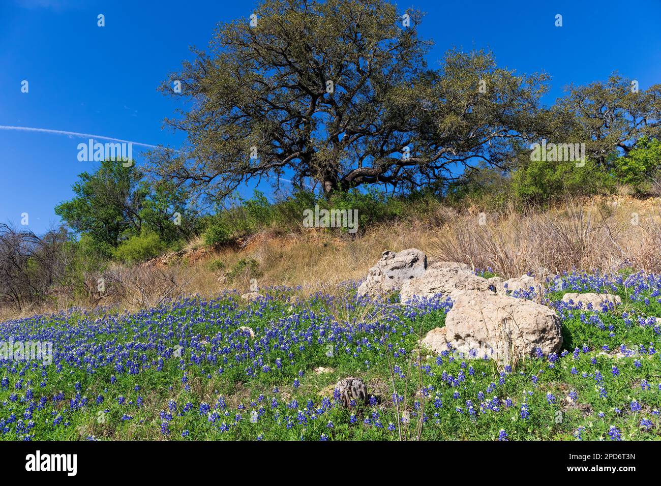 Texas Bluebonnets near Lake Travis Stock Photo - Alamy
