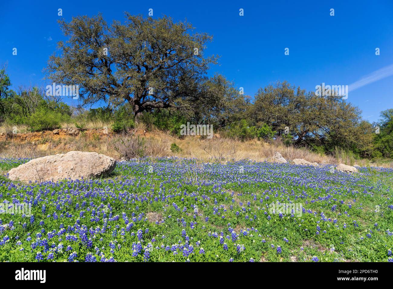 Texas Bluebonnets near Lake Travis Stock Photo - Alamy