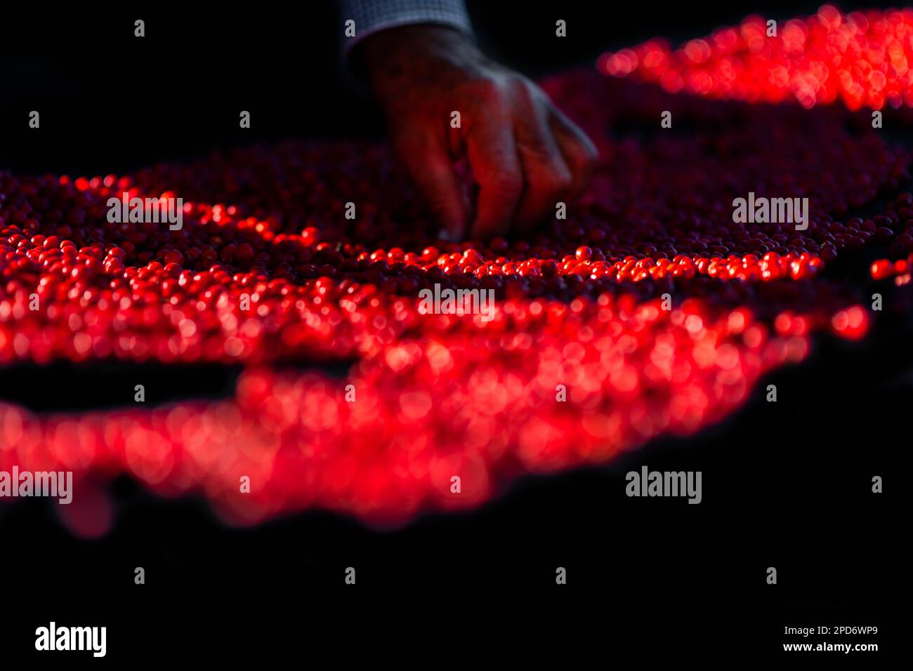 A hand of a Mexican farmer is seen checking a chiltepin pepper, a wild ...