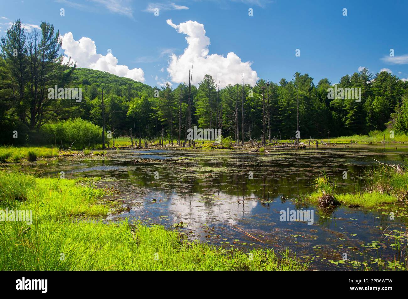 A wetland ecosystem within Sunnybrook state park in torrington ...