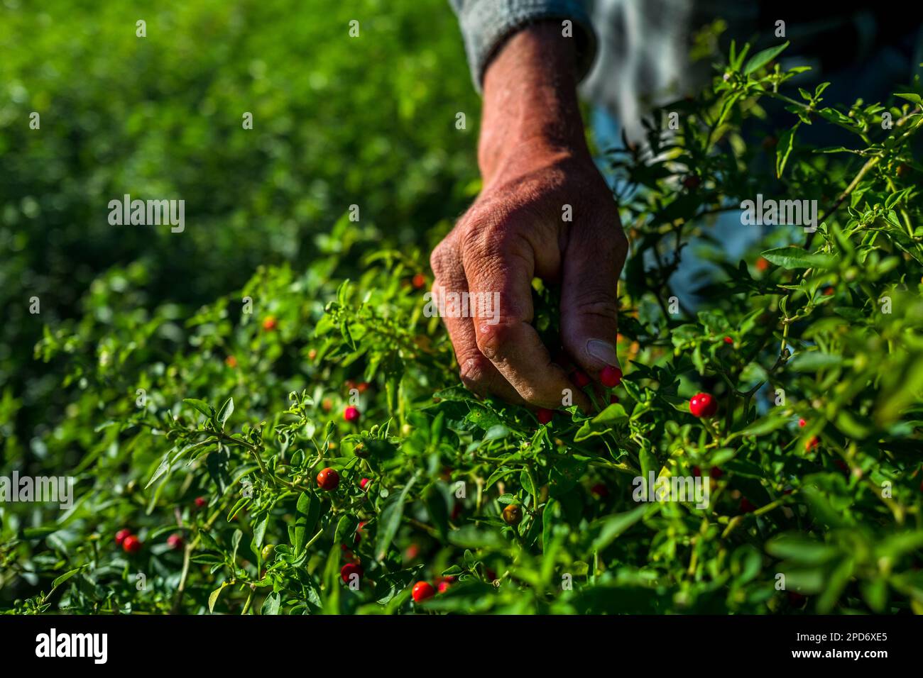 A Mexican peasant picks chiltepin peppers, a wild variety of chili ...