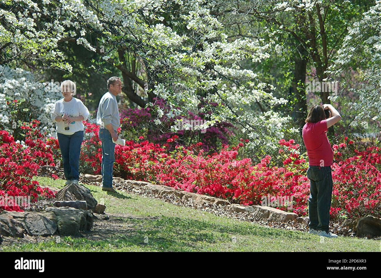 Toni Bean, left, and Richard Bean of McCloud, Okal., look at azaleas ...