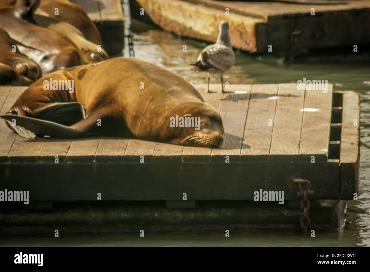 Sea lions basking in the sun on a dock Stock Photo - Alamy
