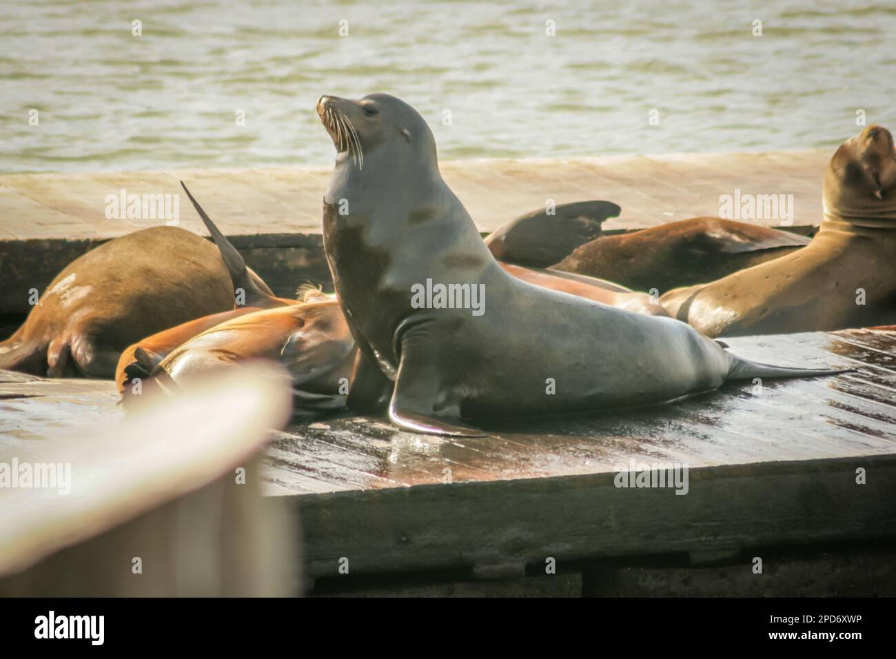 Sea lions basking in the sun on a dock Stock Photo - Alamy