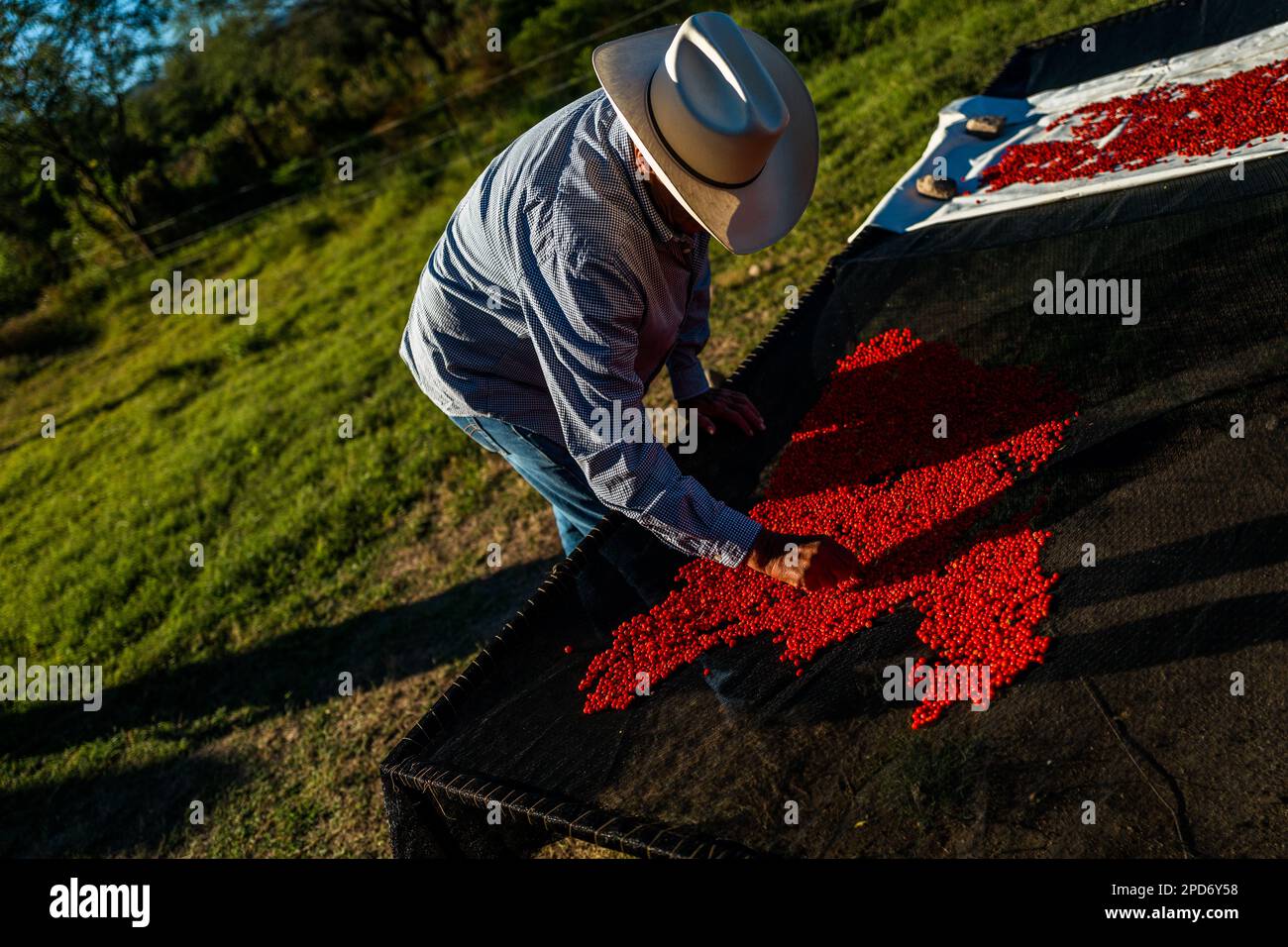 A Mexican rancher randomly checks chiltepin peppers, a wild variety of ...