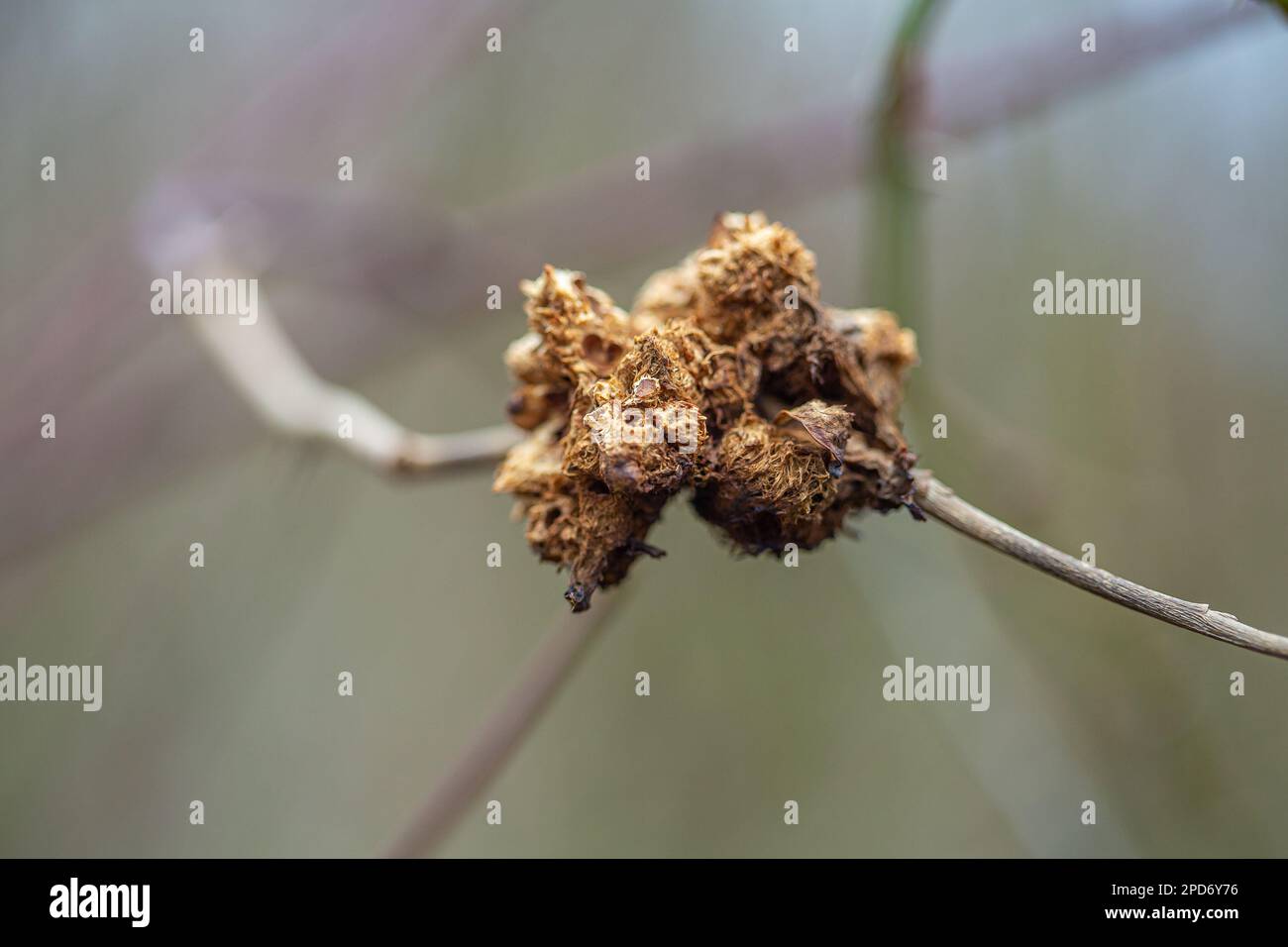 Rose bedeguar gall on a wild rose, parasitic insect structure on a ...