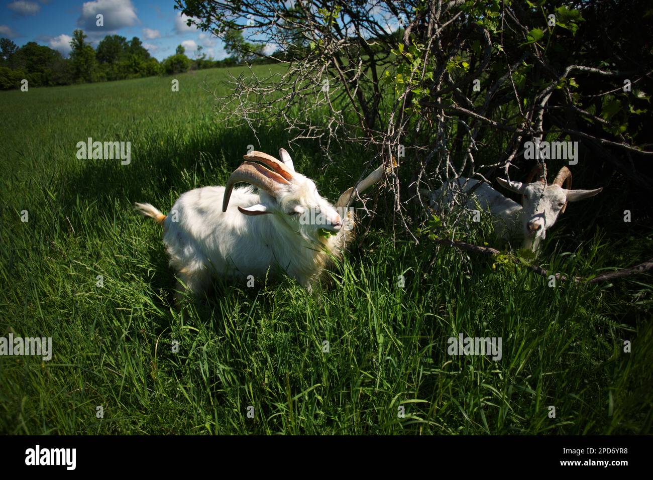 A white goat stands in a grassy field chewing on wood on a bush Stock ...