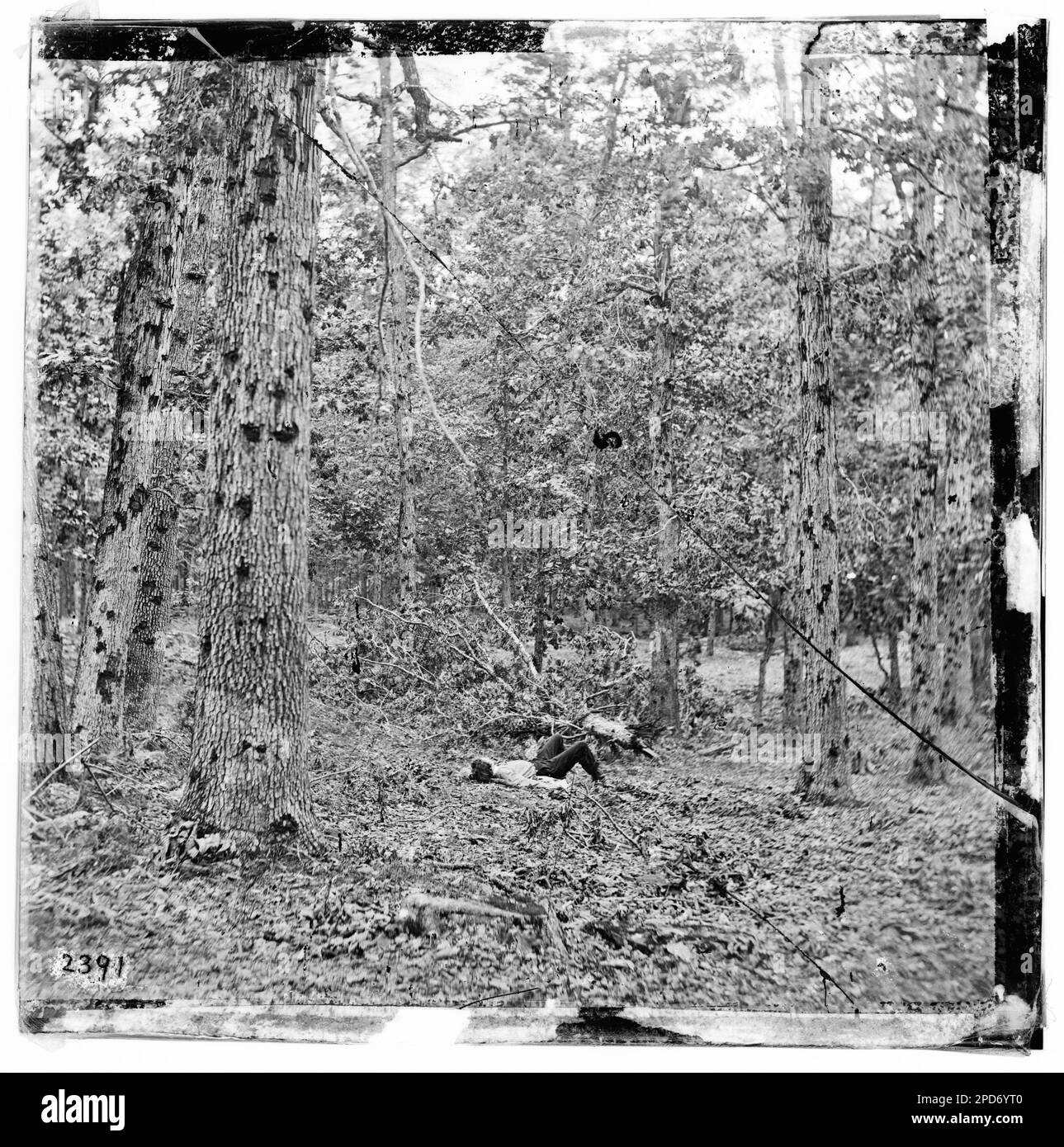 Gettysburg, Pennsylvania. Battered trees on Culp's Hill. Civil war ...