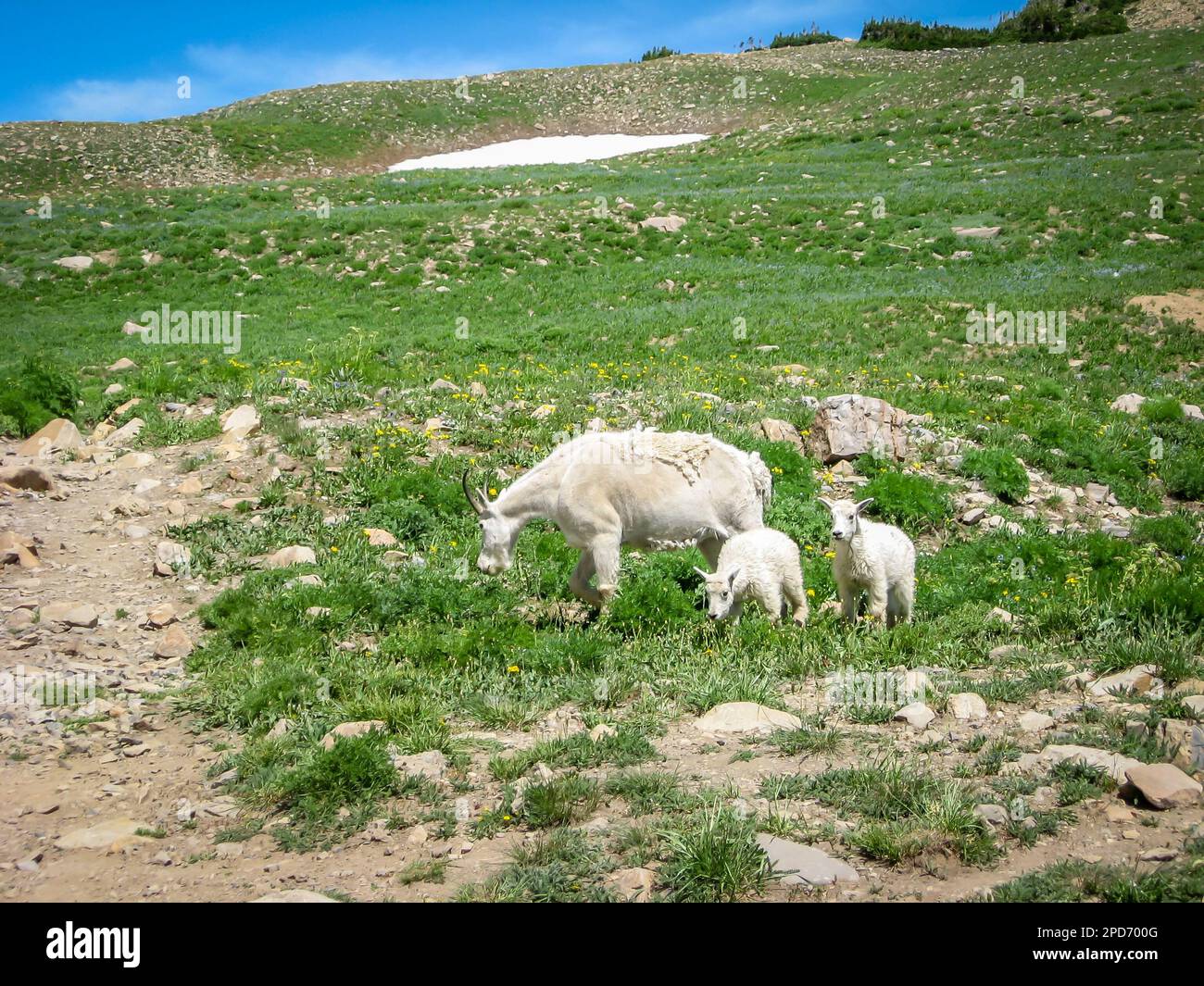 Three mountain goats in the mountains Stock Photo - Alamy