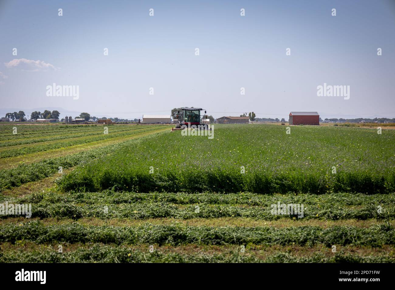 Large red farm combine harvesting the hay crop in the summer with ...