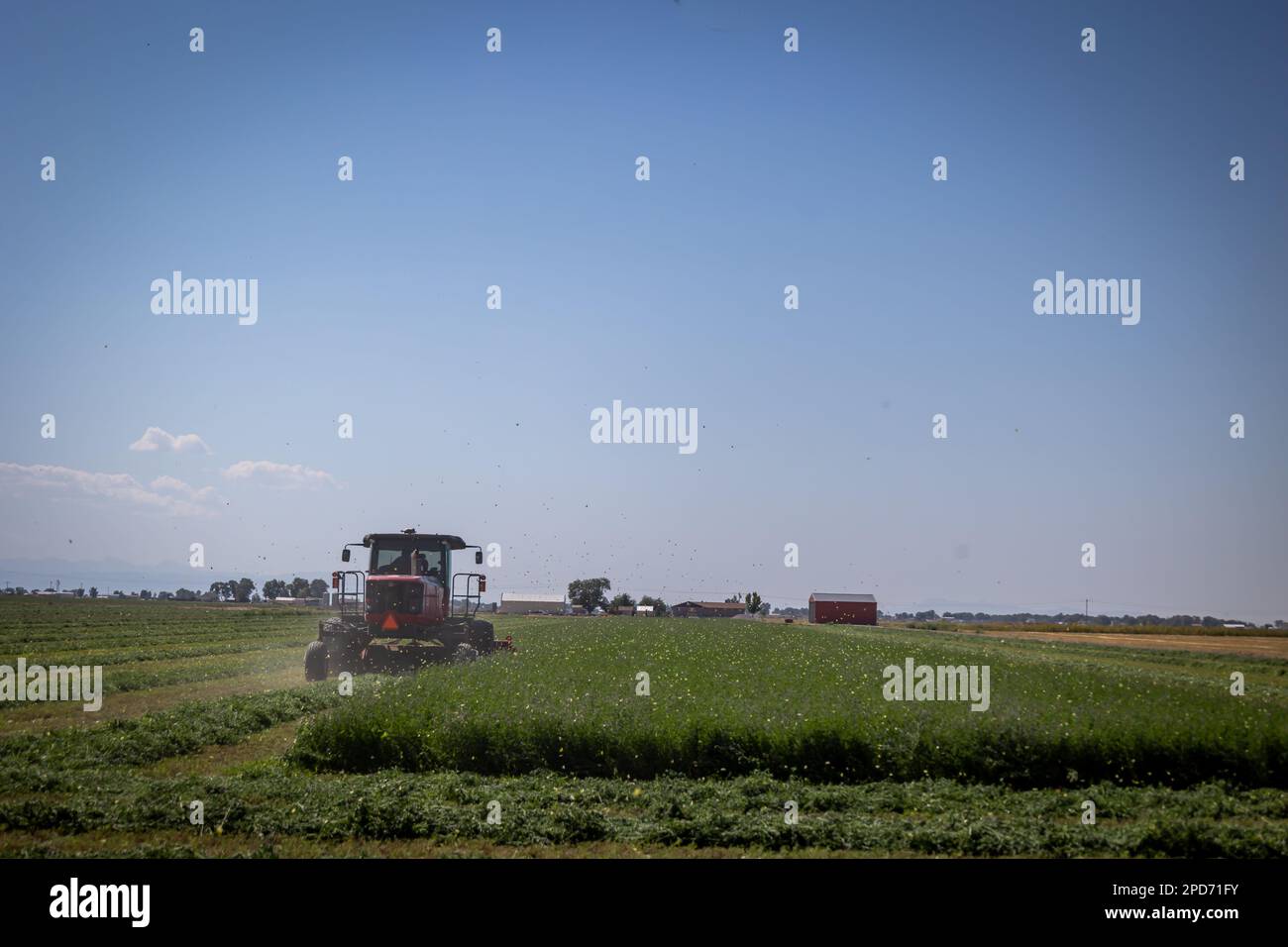 Large red farm combine harvesting the hay crop in the summer with ...