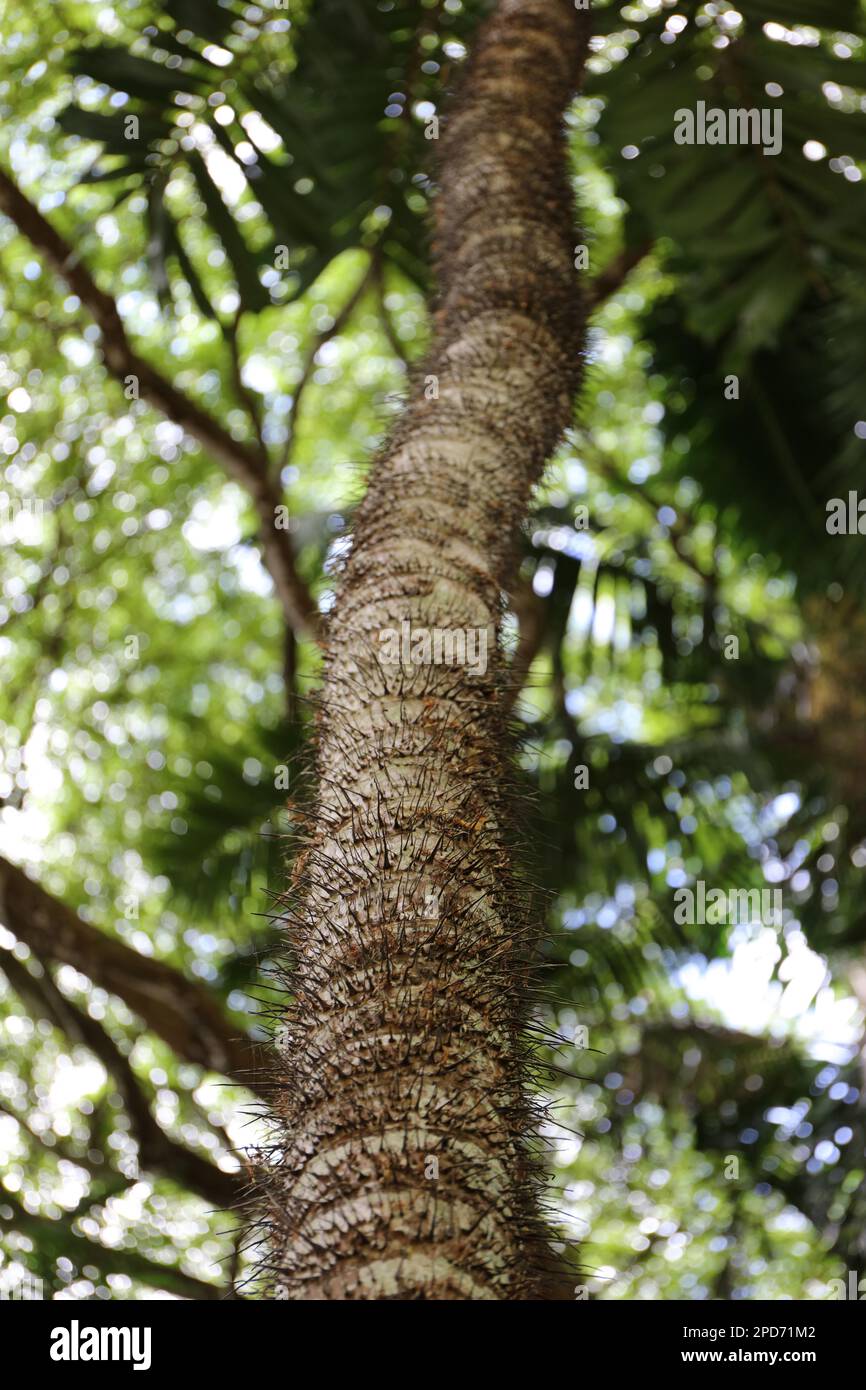Looking up the trunk of a Aiphanes minima Palm tree covered in sharp ...