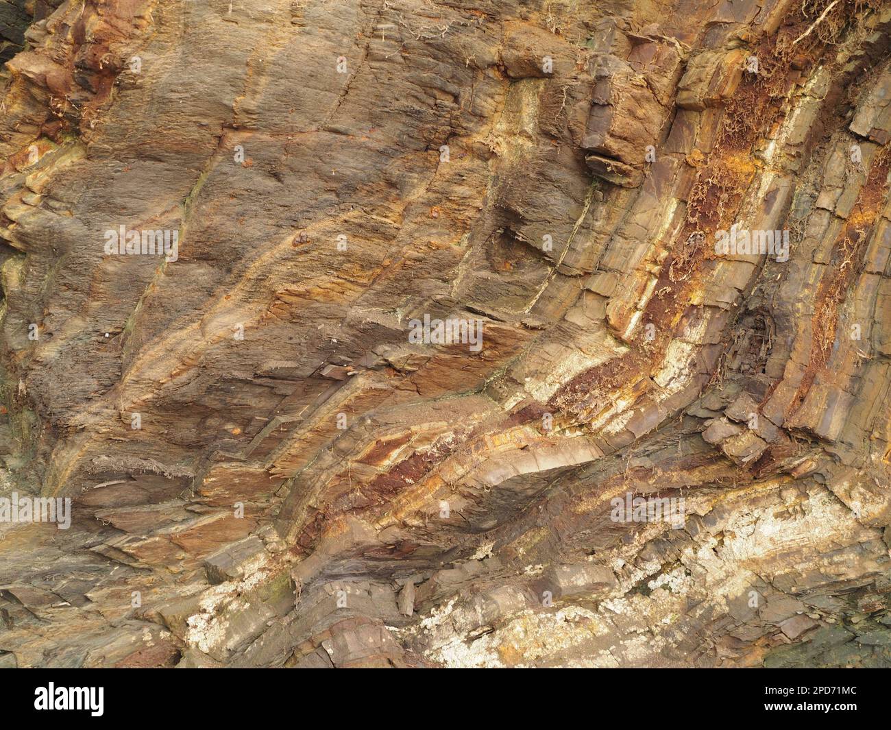Rock strata detail, North Devon, England Stock Photo - Alamy