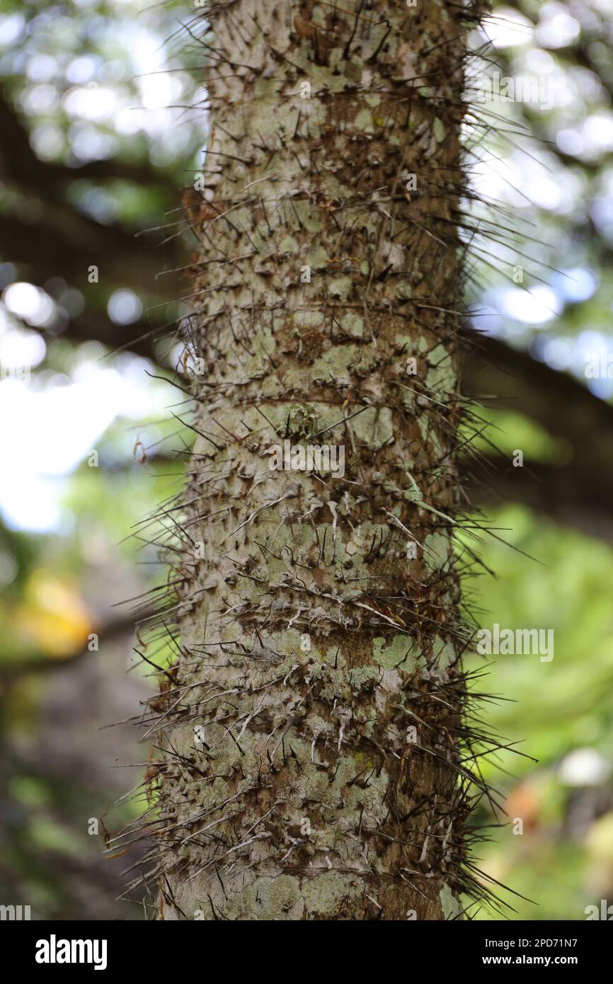 Close up of the trunk of a Aiphanes minima Palm tree covered in sharp ...