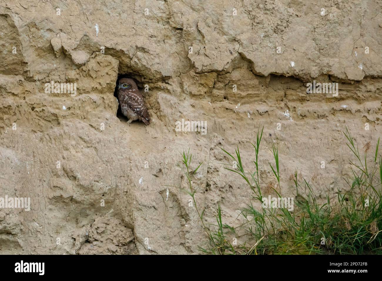 The Little Owls in a Cave in the Danube Delta of Romania Stock Photo ...