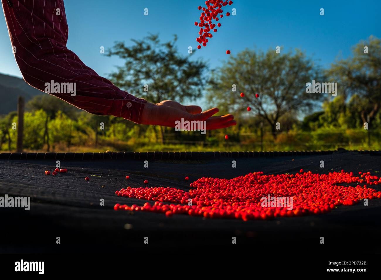 A Mexican farmes turns over chiltepin peppers, a wild variety of chili ...